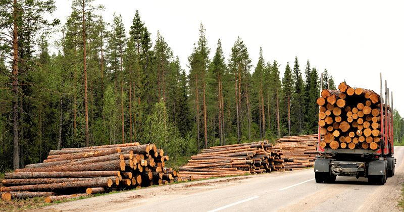 Best Timber for Outdoor Use Projects: Top 13 Timbers for Durability